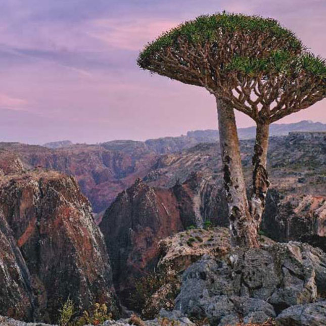 Socotra Island | Socotra H Tours